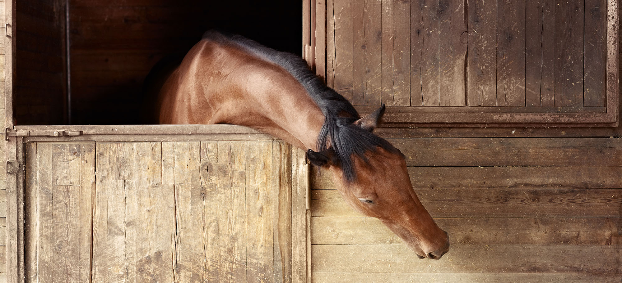 Pourquoi utiliser l’aloe vera chez le cheval au box - Pour le cheval ...